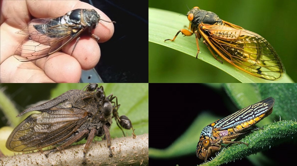 Mutfağımızın yeni menüsü Ağustos böceği mi? - Yeni Soluk
